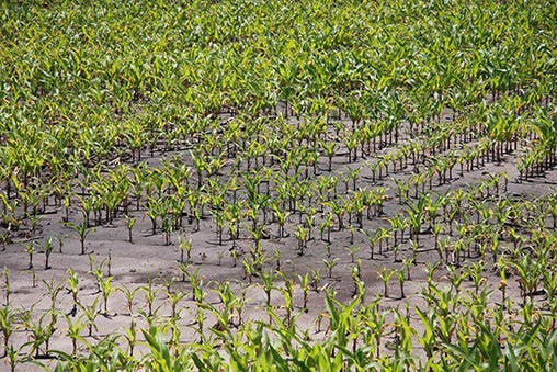 Assess your young corn for profitability - Michigan Farm News