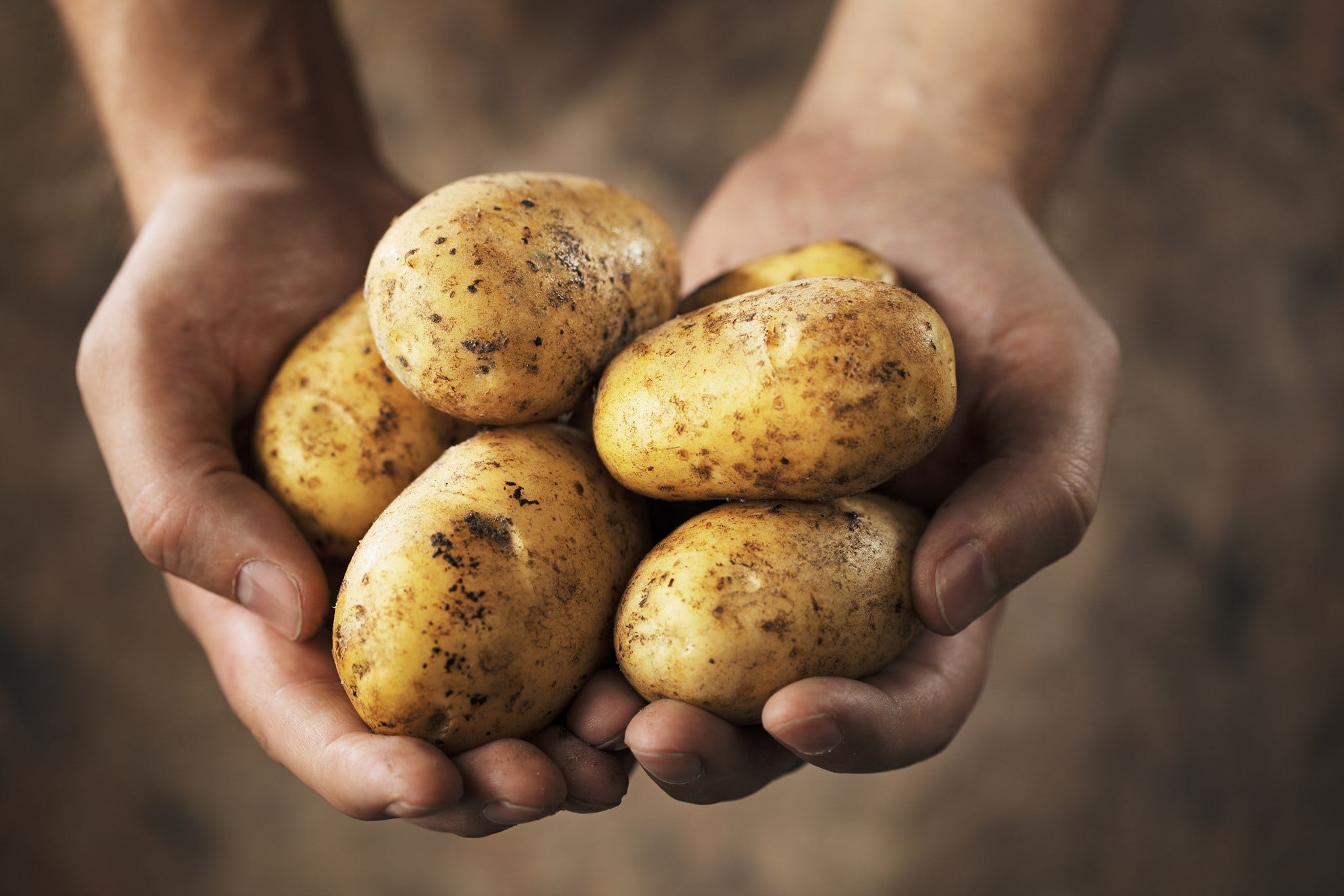 Michigan potato growers to vote on program continuation - Michigan Farm ...
