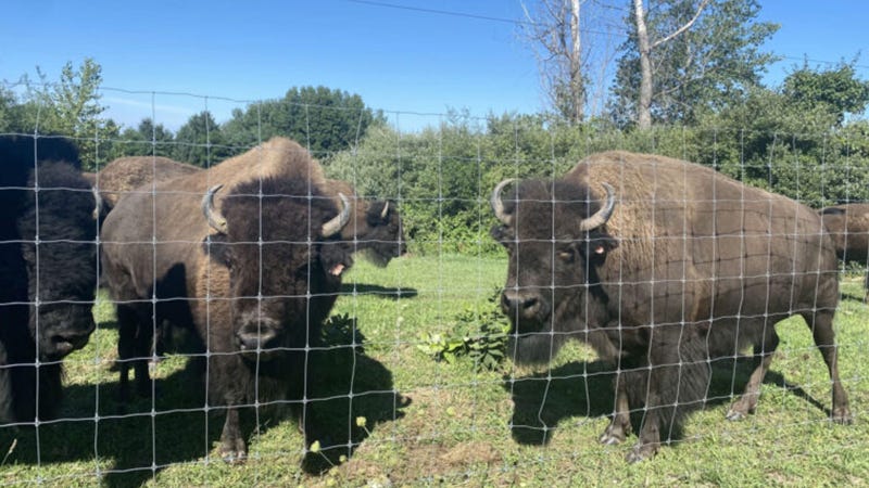 In northern Michigan, bison teach a lesson in sustainability - Michigan ...