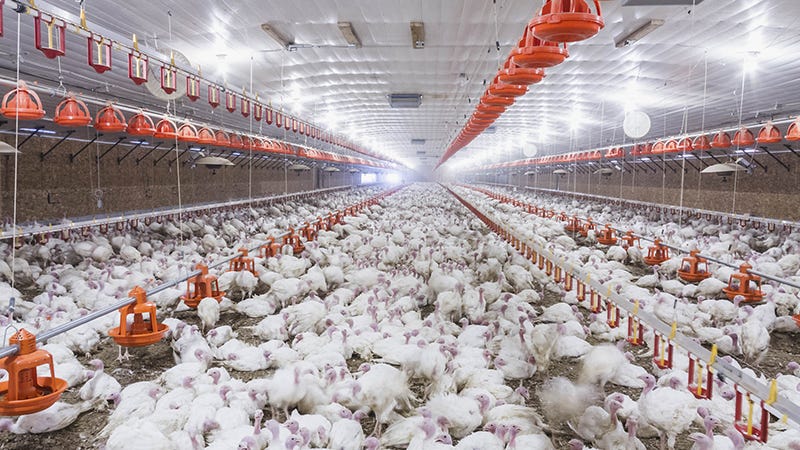 Turkey farms spared so far from avian flu - Michigan Farm News