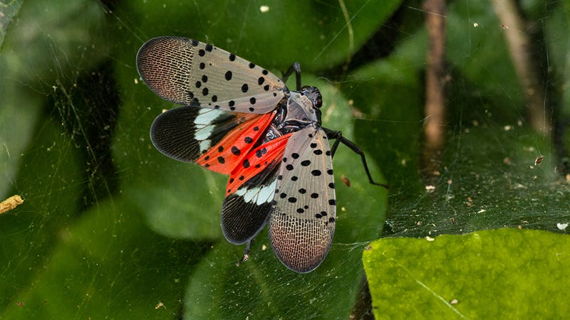 Squish this bug! Spotted lanternfly confirmed in Wayne County ...