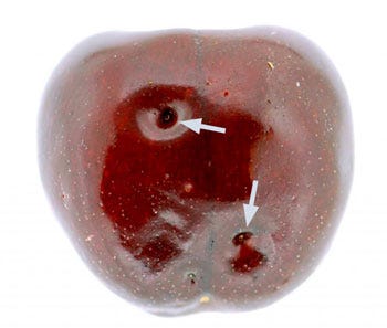 MFB recommends release of insect to control spotted-wing drosophila ...