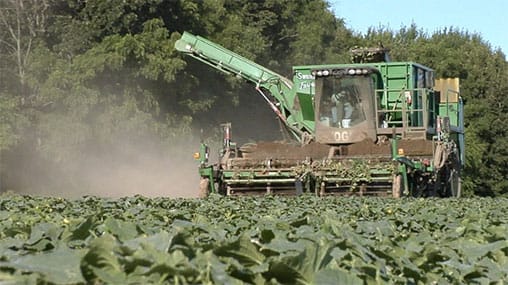 Vegetable growers pick fast, but may lose entire fields from too much ...