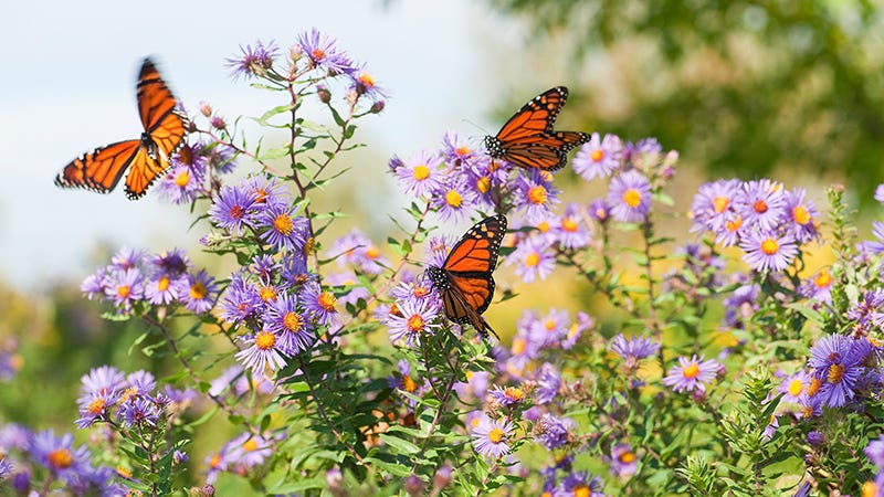 Spartan scientists contribute to global examination of pollinator ...