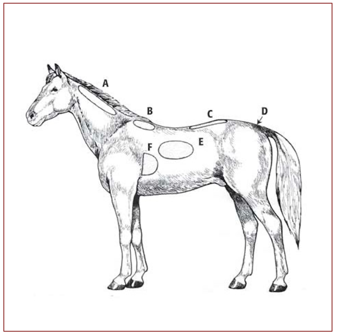 Body condition scoring your horse for weight management and nutrition ...