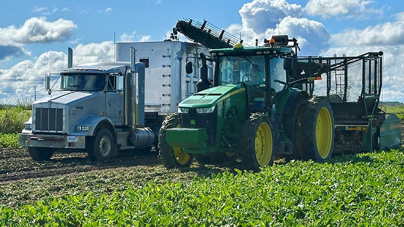 Michigan Sugar Company begins 2025 sugarbeet harvest - Michigan Farm News