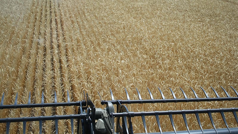 Michigan Wheat Program to host Feb. 17 annual meeting - Michigan Farm News