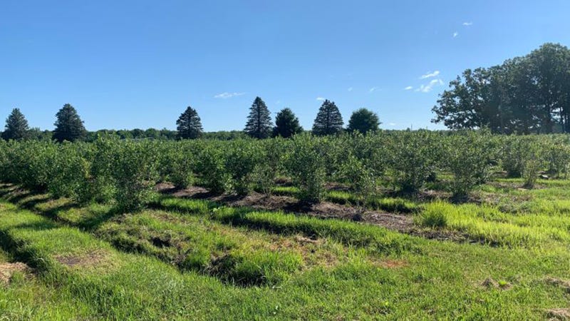 Harnessing the power of cover crops in fruit systems - Michigan Farm News