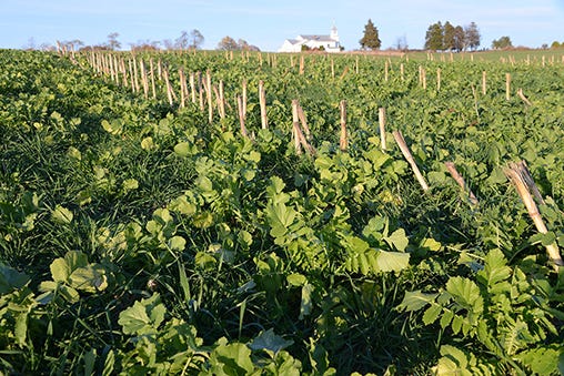 Despite cover crop hype, 2017 Agriculture Census shows marginal growth ...