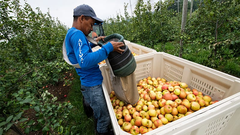 H-2A wage overhaul: How will OEWS data impact future pay rates ...