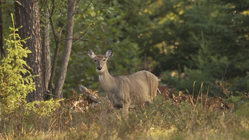 Hunters invited to donate deer in November at Jay’s, supported by ACF ...