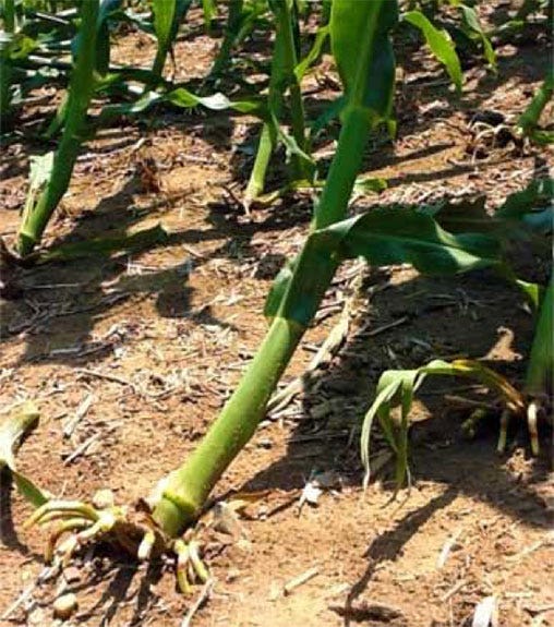 Flattened corn fields can recover from wind damage - Michigan Farm News