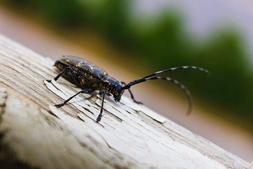 Keep an eye out for big beetle to protect Michigan’s forests - Michigan ...