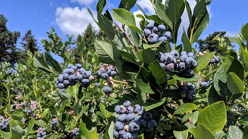 USDA enhances crop insurance coverage options for Michigan blueberry ...