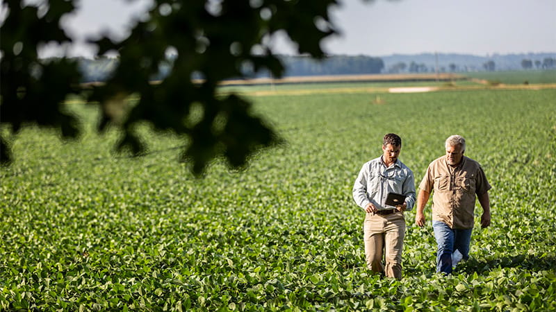 Market uncertainty, input costs spur interest in Margin Protection crop ...