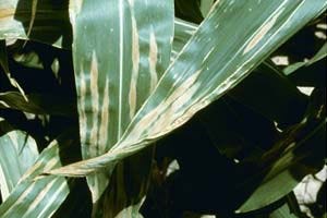Five signs of foliar disease to look for when harvesting corn ...