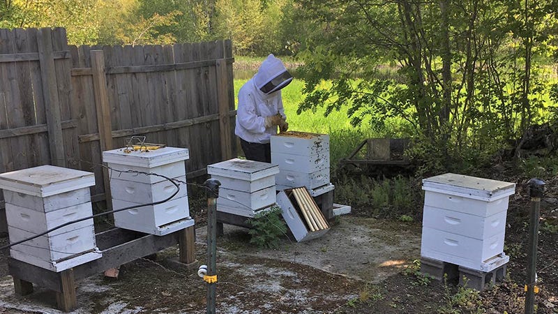 Copper Country Farm Bureau members sharing their knowledge of bees with ...