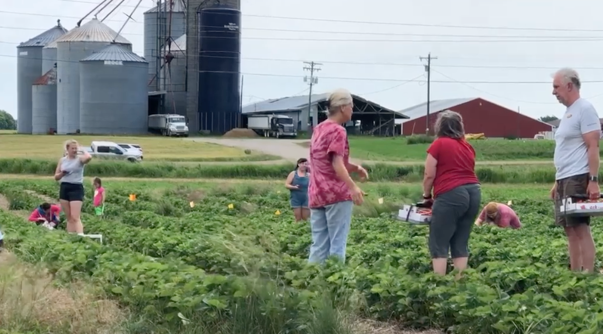 VIDEO: U-Pick season sweetens summertime; MDARD lays out MAEAP ...