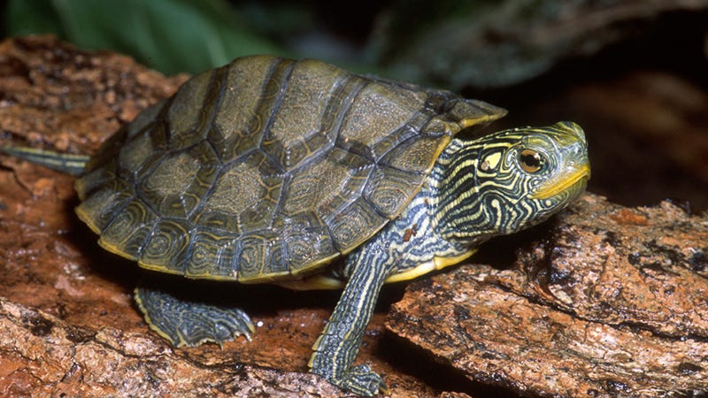 Slow and steady wins the race, even one that takes 10 years to move 45 ...