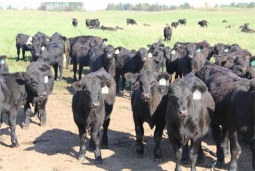 Calf preconditioning: dividends will return - Michigan Farm News