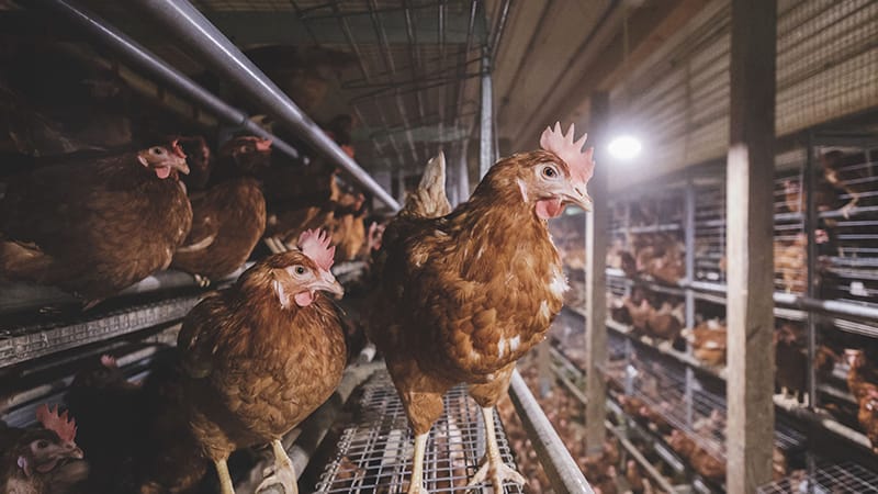 Source: Government officials tell poultry operation to dispose of ...