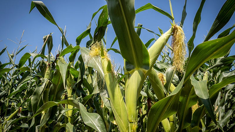 ARS: Bt corn doesn’t negatively impact nontarget organisms - Michigan ...