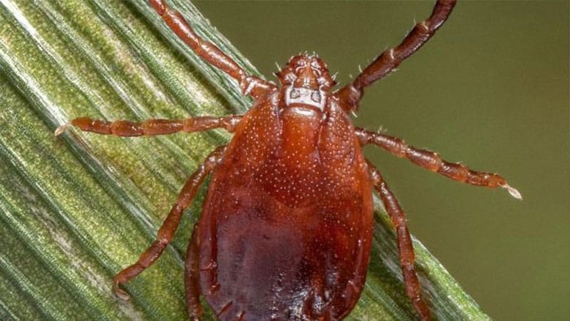 Cattle concern: Asian longhorned ticks discovered in Berrien County ...