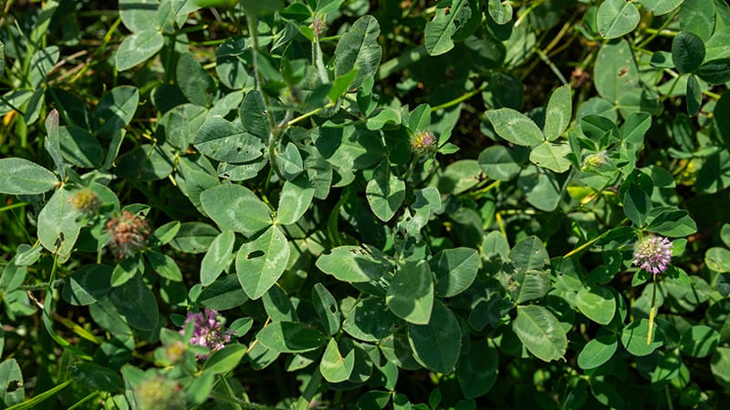 Researchers study Kura clover as a perennial cover crop, nitrogen ...