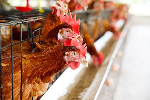 Animal rights groups fighting each other - Michigan Farm News