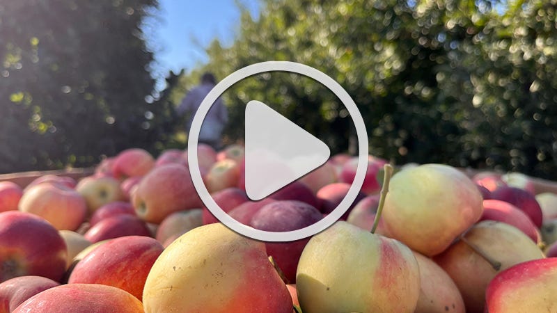 MFB, others team up to pick apples to help end hunger - Michigan Farm News