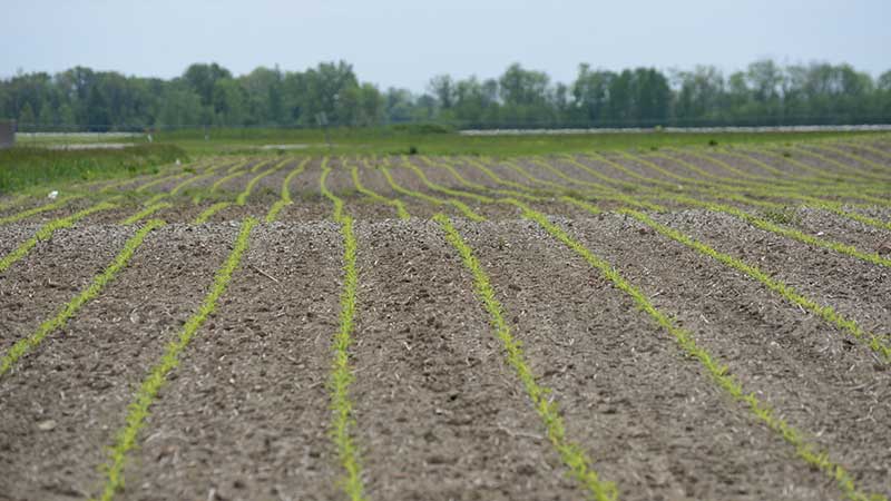 'Dramatic' yield loss documented in corn emergence trials - Michigan ...