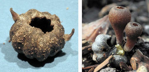 Scouting and managing mummy berry in blueberries - Michigan Farm News