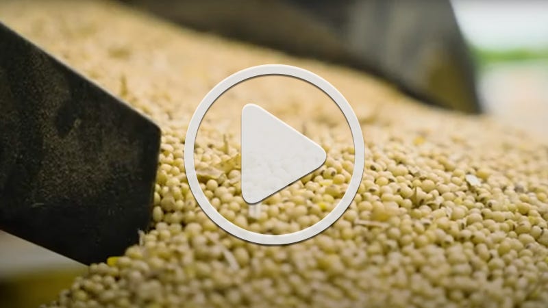 Pioneer brand Plenish high oleic Enlist E3 soybeans available for 2025 ...