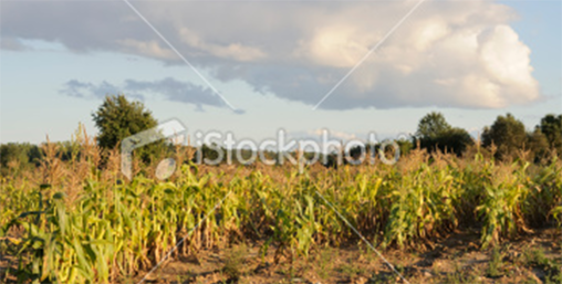 Crops Article Title - Michigan Farm News