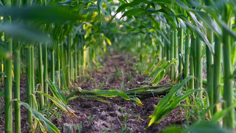 New NCGA yield contest focuses on nitrogen management - Michigan Farm News