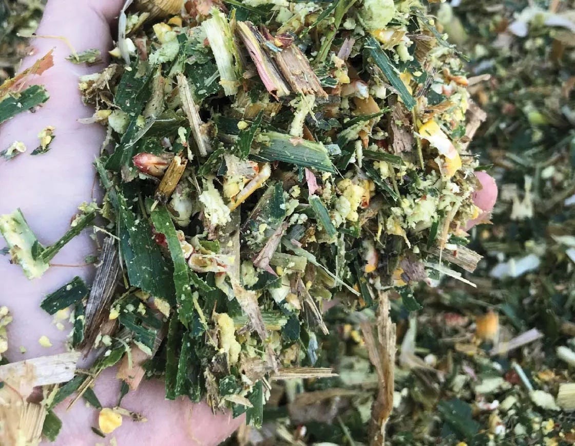 Corn silage harvest: Timing is everything to optimize yield, quality ...