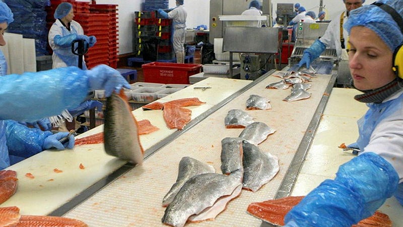 MDARD offers grant opportunity for Michigan seafood processors ...