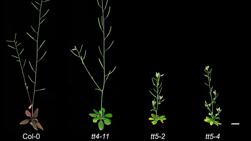 A breakthrough for crops? MSU researchers decode 'language of light ...