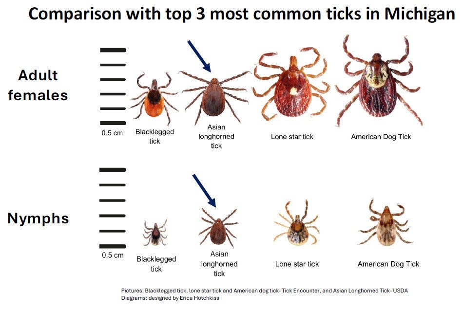 Cattle concern: Asian longhorned ticks discovered in Berrien County ...