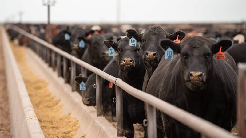 Neogen's 'Igenity BCHF' genomic testing to mitigate bovine congestive ...