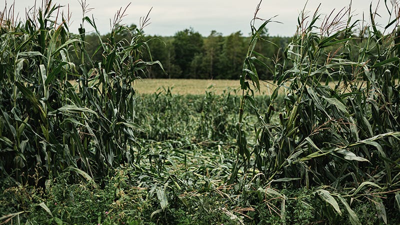 MI producer signs plea deal involving farm program, crop insurance ...