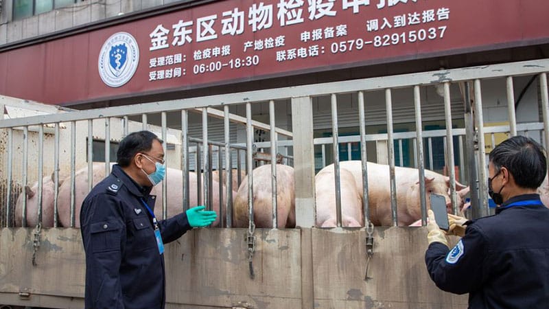 ASF resurgence in China creating anxiety for pork and grain exports ...