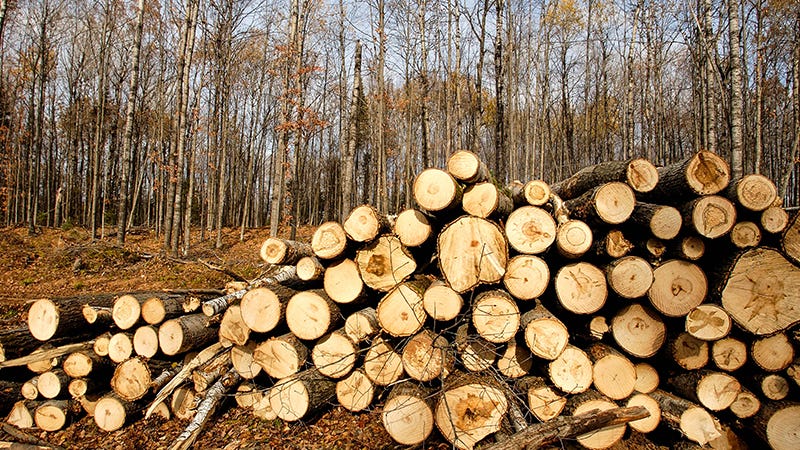 Michigan’s forest products industry’s value spikes - Michigan Farm News
