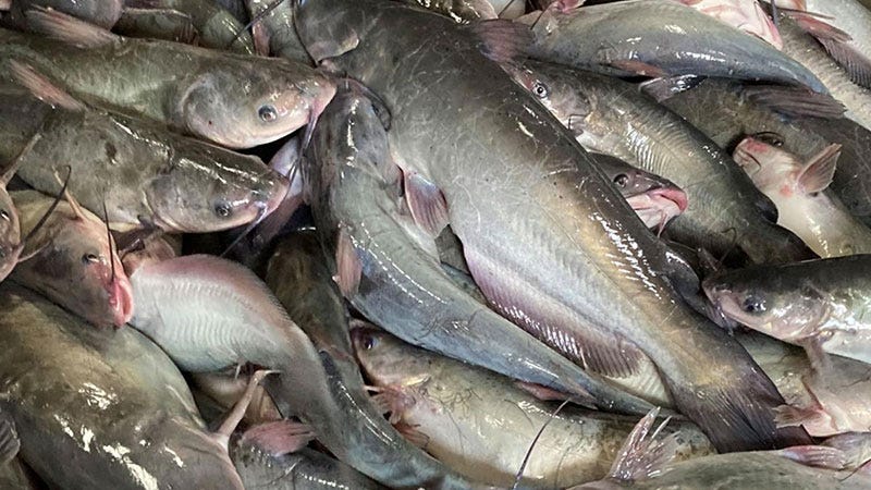A ProFILE look at the nation’s largest farm-raised catfish facilities ...
