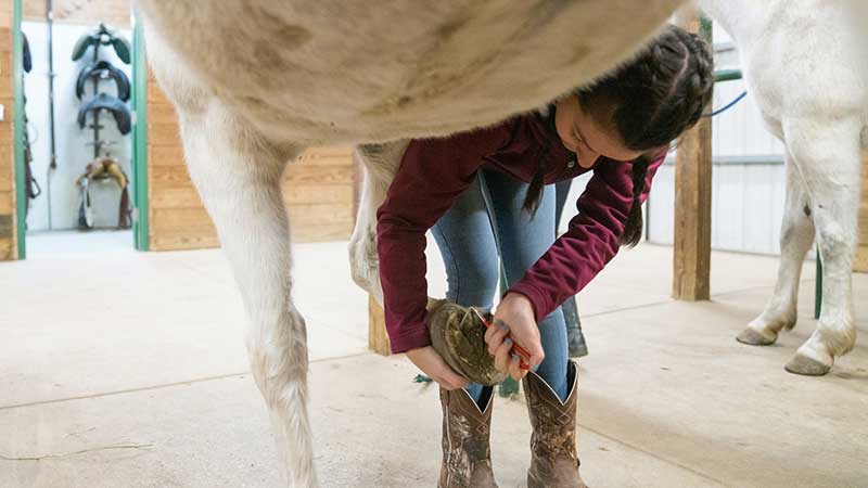 'Work through the failure of it’ — A day inside MSU’s horsemanship ...