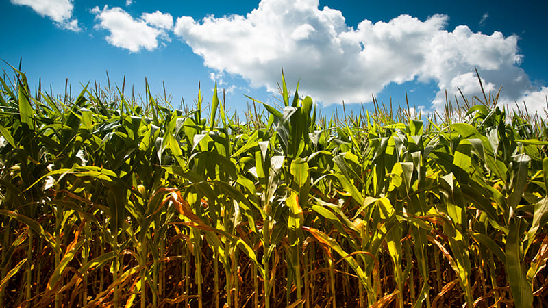 Corn growers call out EPA over ethanol's environmental benefits ...