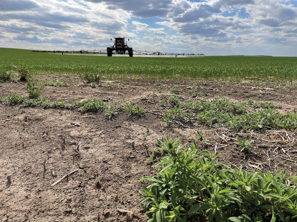 How will drought conditions impact your weed control program ...