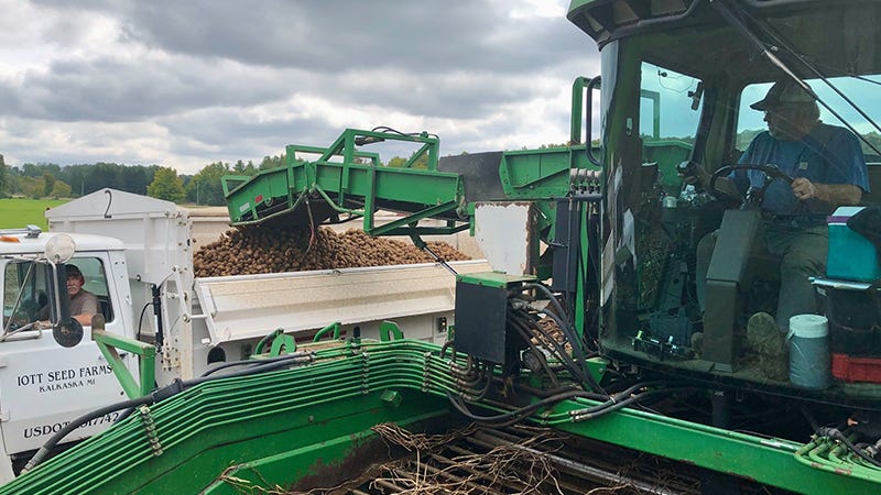 Michigan potato production grows, yields fall - Michigan Farm News