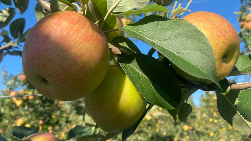 Michigan apple growers to harvest 30.5M bushels in 2024 - Michigan Farm ...
