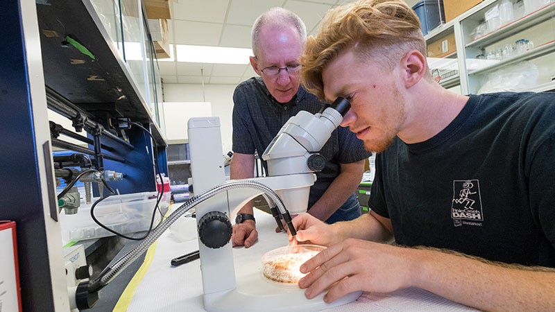 MSU scientists earn $1.4M-plus for plant-based research - Michigan Farm ...